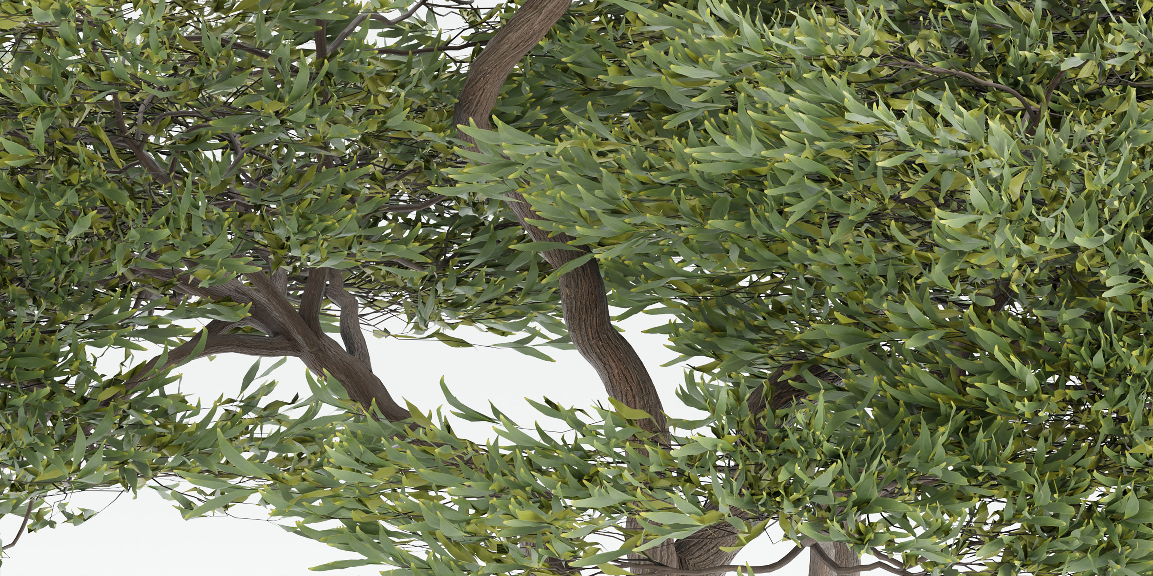 Acacia tree vol 15-Blender 3D model | CGTrader