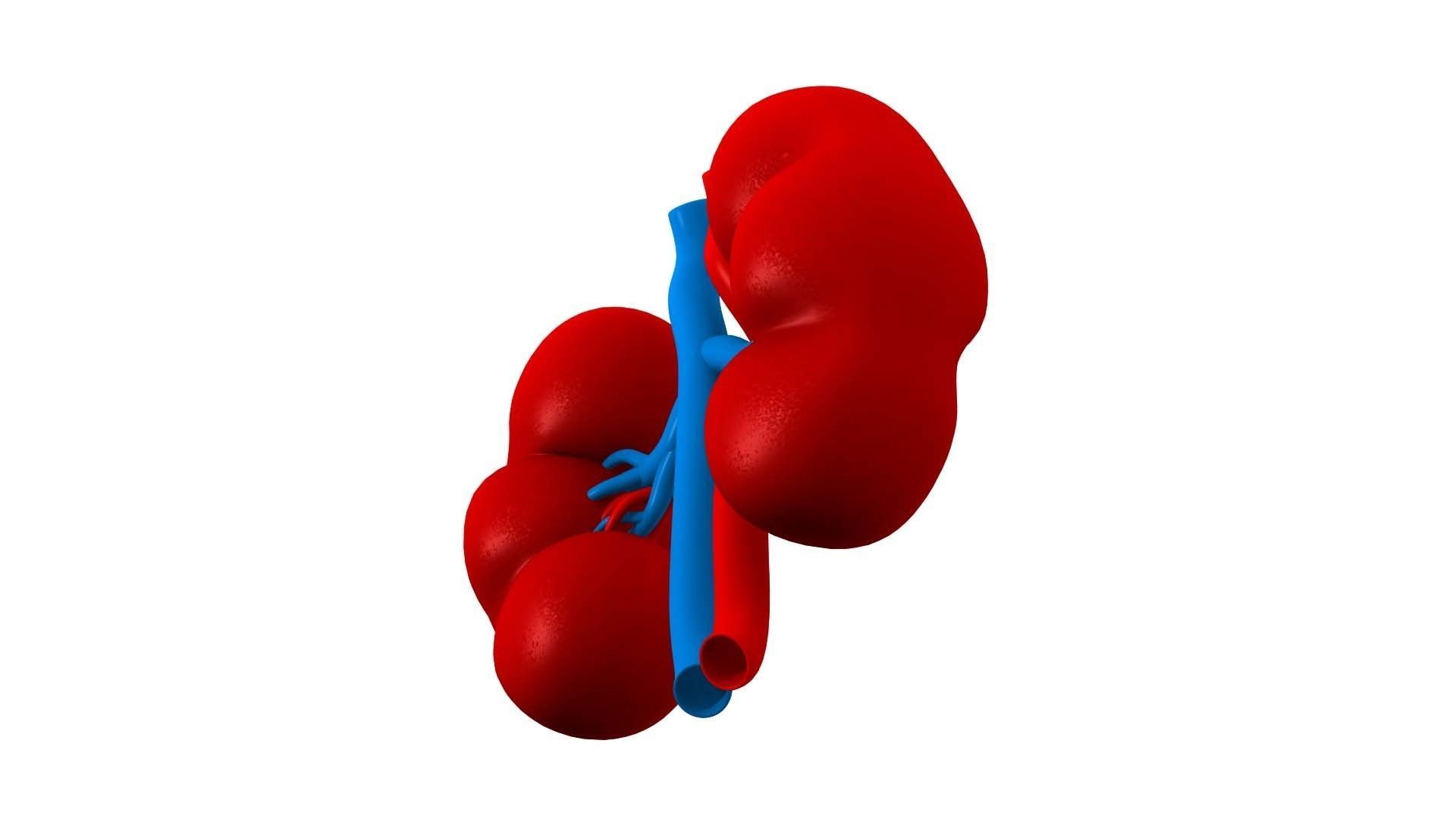 human kidney 3D model | CGTrader