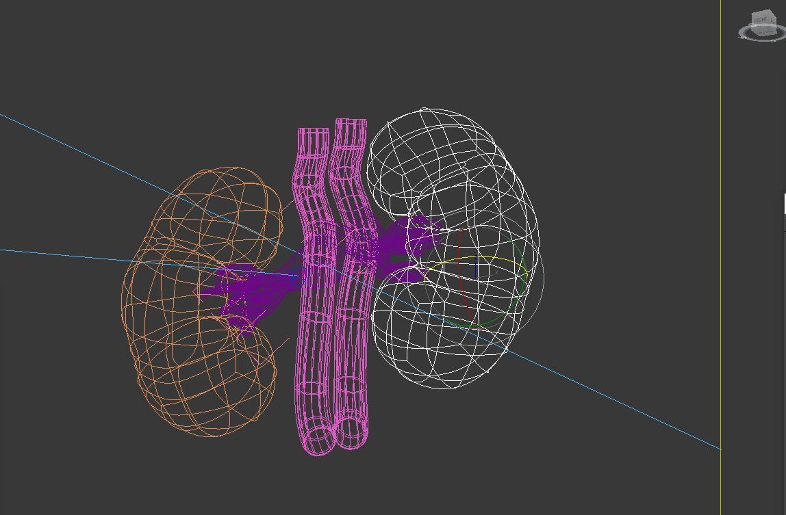 human kidney 3D model | CGTrader