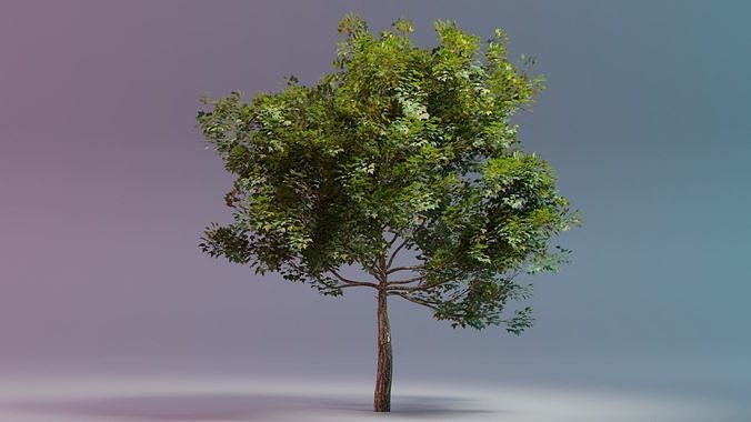 Beautiful Photorealistic All Seasons Trees 3D Model 3D model | CGTrader