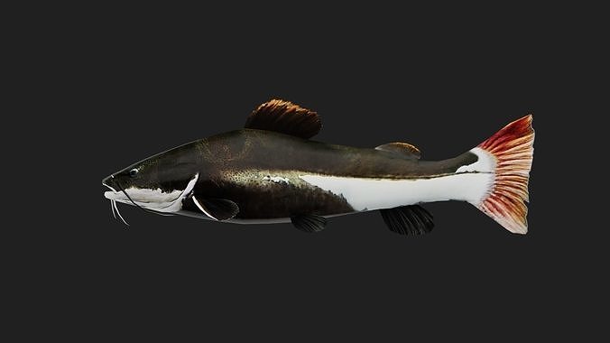 Catfish 3D model rigged | CGTrader