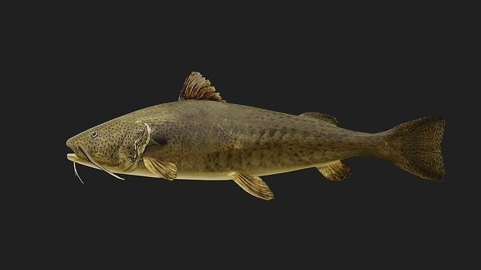 Catfish 3D model rigged | CGTrader
