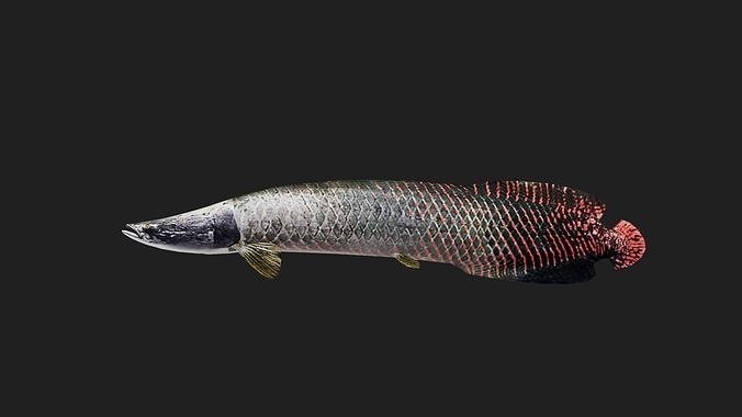 Arapaima 3D model rigged | CGTrader