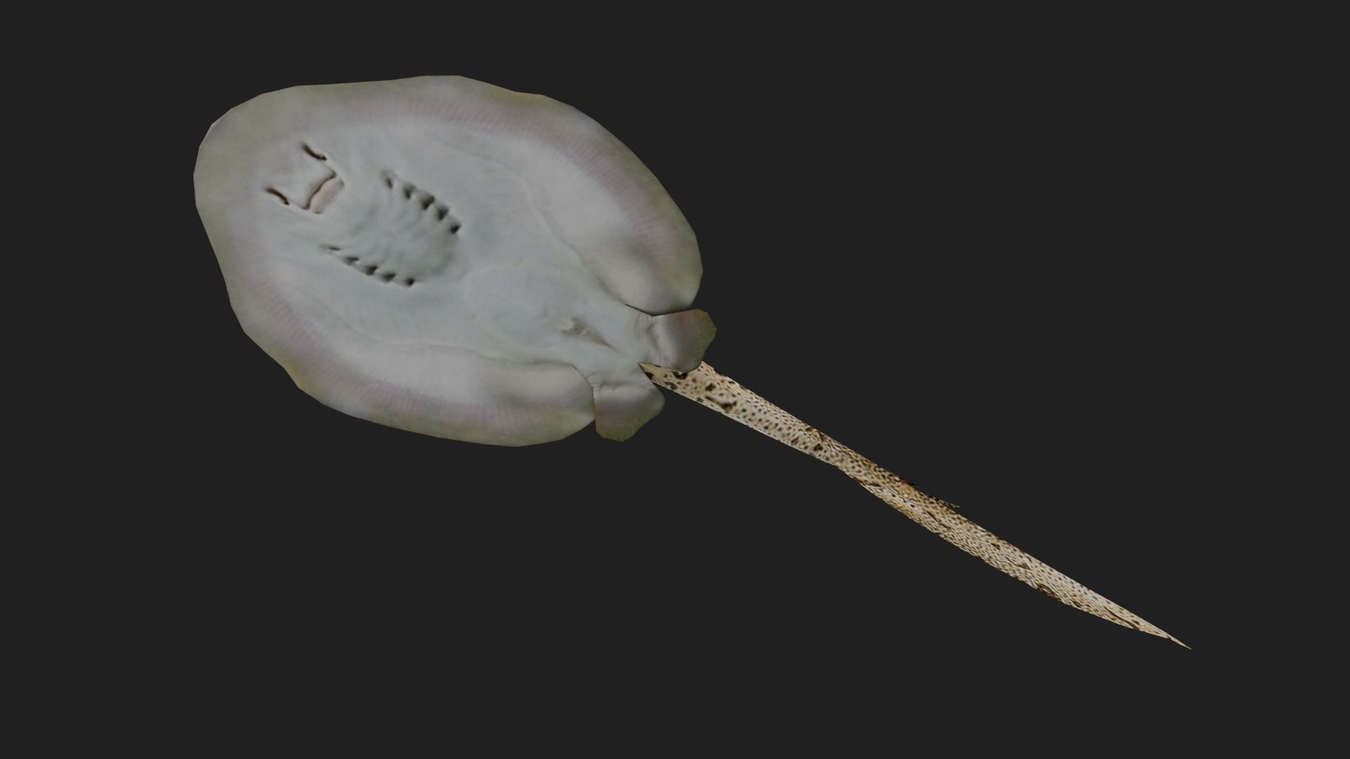 DiscusRay 3D model rigged | CGTrader