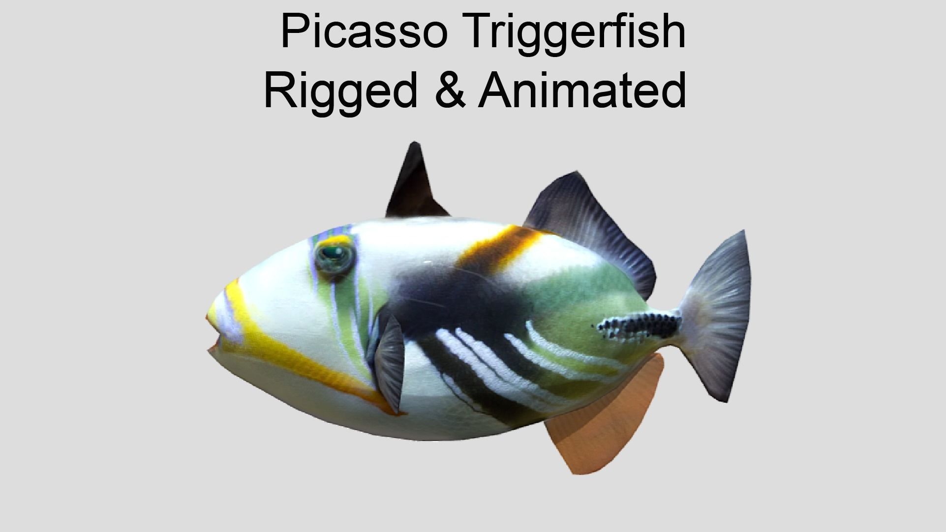 3D model Picasso Triggerfish Realistic Animated VR / AR / low-poly ...