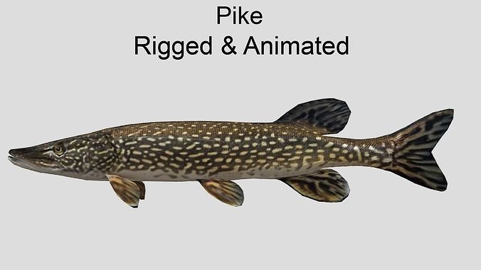 3D model Pike Realistic Animated VR / AR / low-poly | CGTrader