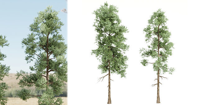 pine trees vol 18-Blender 3D model | CGTrader