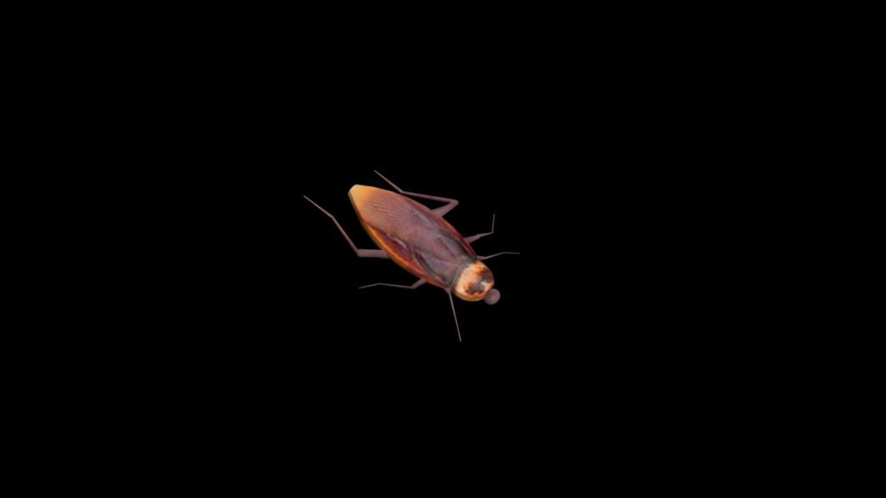 Insect cockroach free VR / AR / low-poly 3D model animated | CGTrader