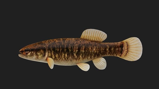 Mudminnow 3D model rigged | CGTrader