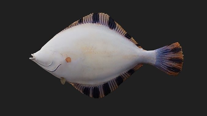 Flatfish 3D model rigged | CGTrader