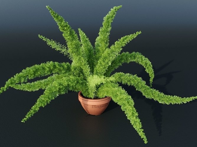 Foxtail Fern 3D model rigged | CGTrader
