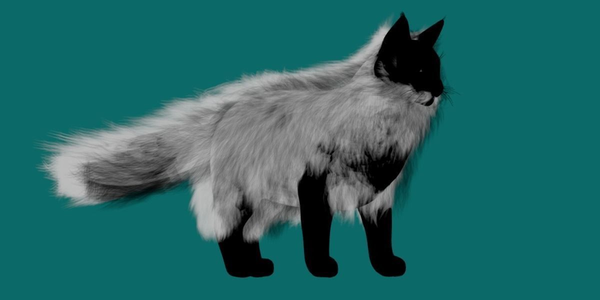 Maine Coon Cat 3D model animated rigged | CGTrader