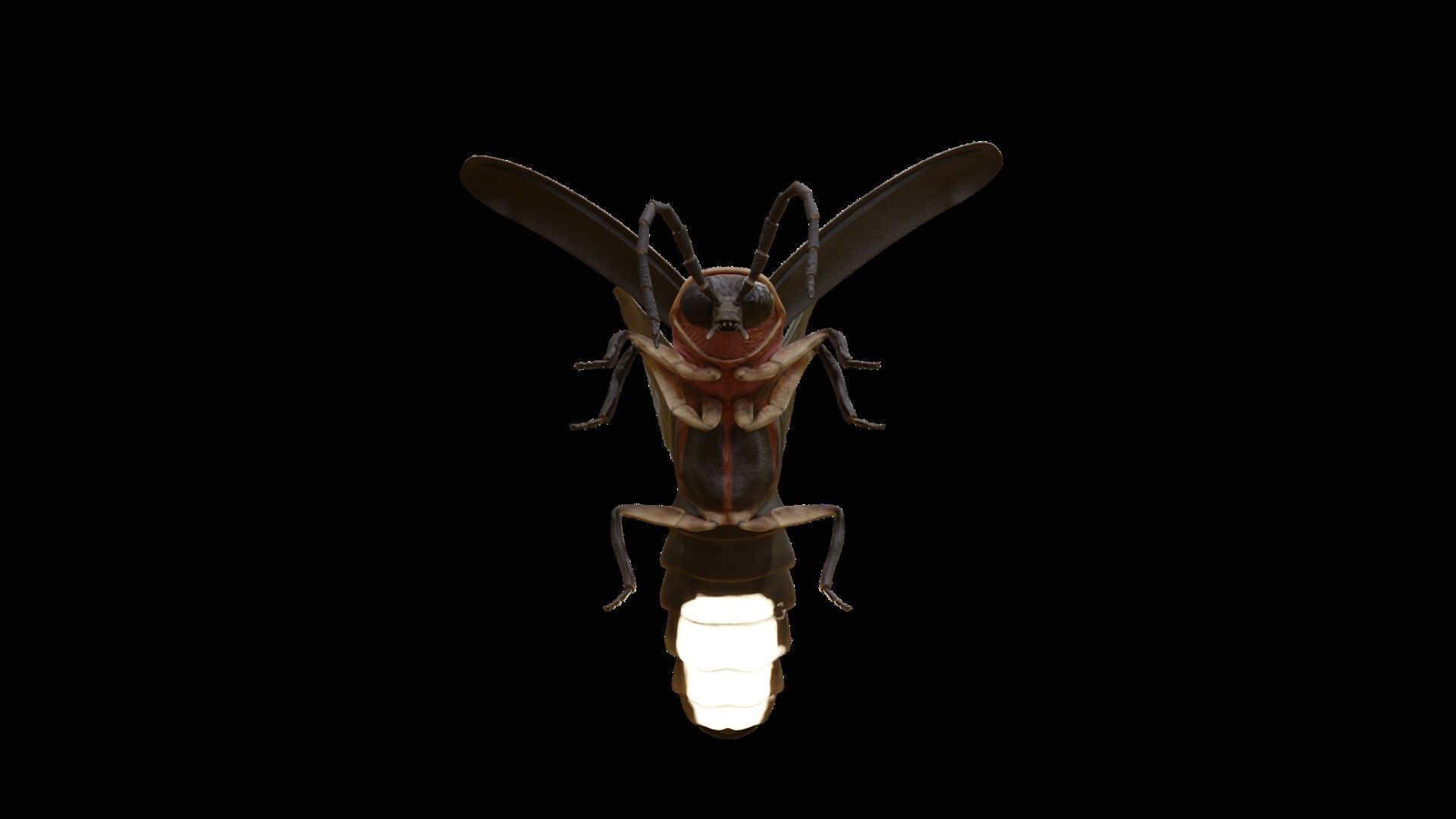 3D model Realistic Firefly Insect - Rigged - Animated VR / AR / low ...