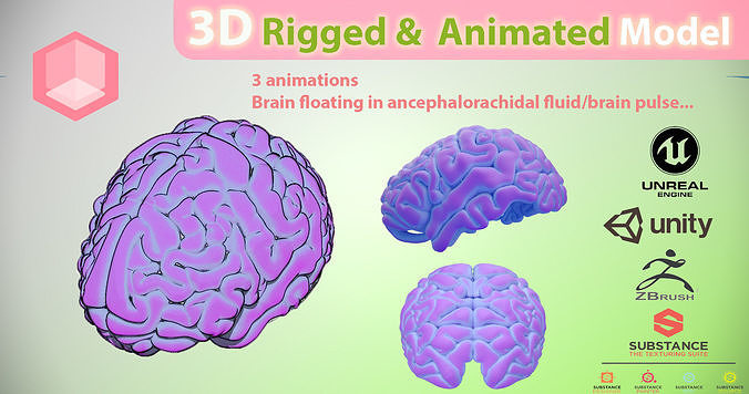 3D model 3d rigged and animated brain model VR / AR / low-poly | CGTrader