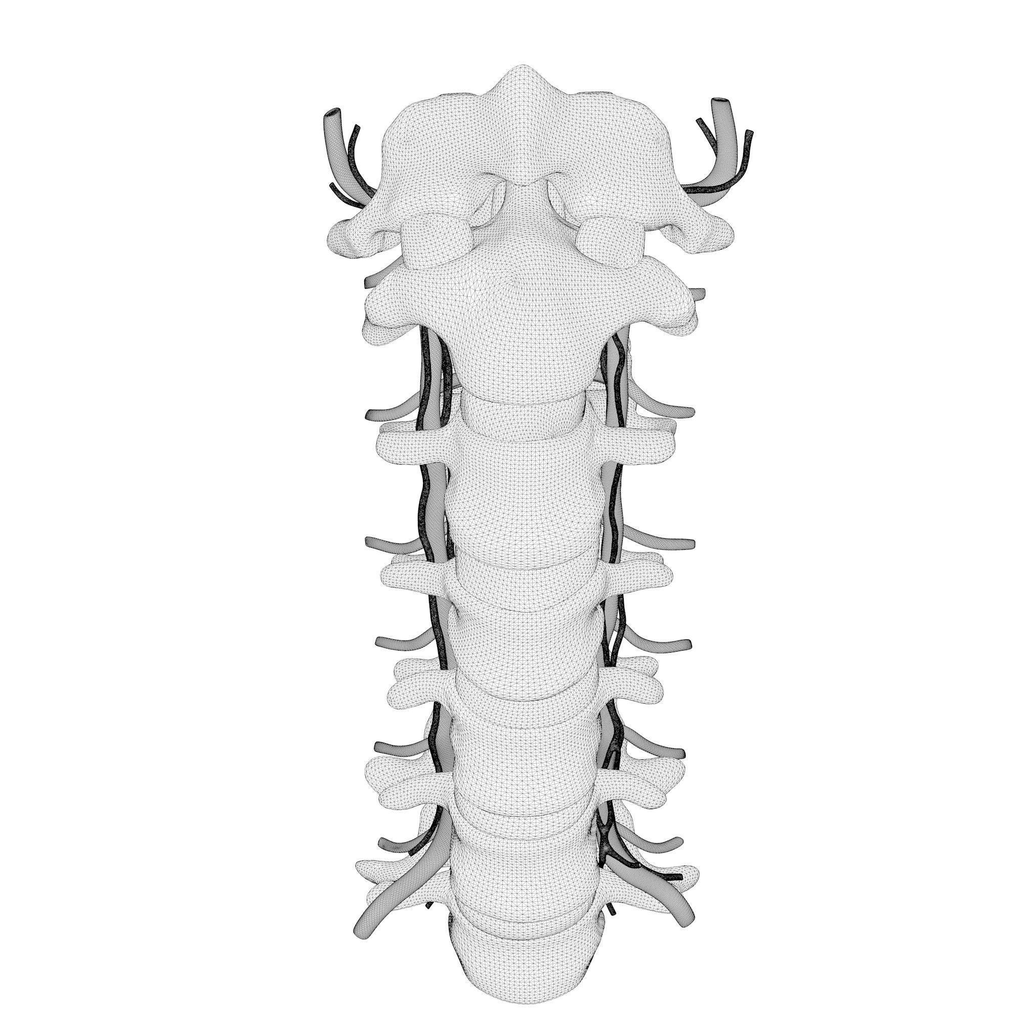 Cervical Spine Anterior Anatomy 3D model | CGTrader