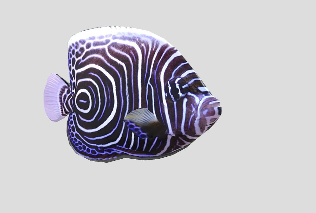 3D model Emperor Angelfish Realistic Animated VR / AR / low-poly | CGTrader