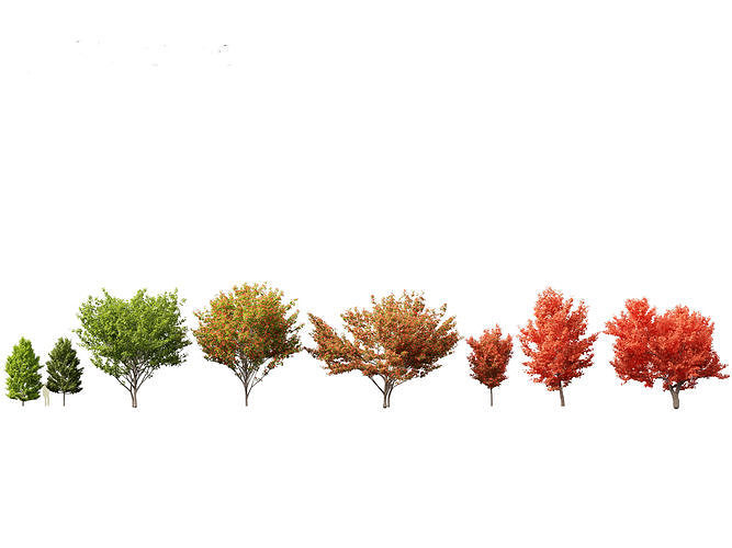 Acer rubrum - Red maple 3D model | CGTrader