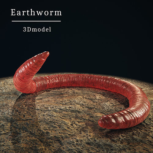 Earthworm Anatomy Model