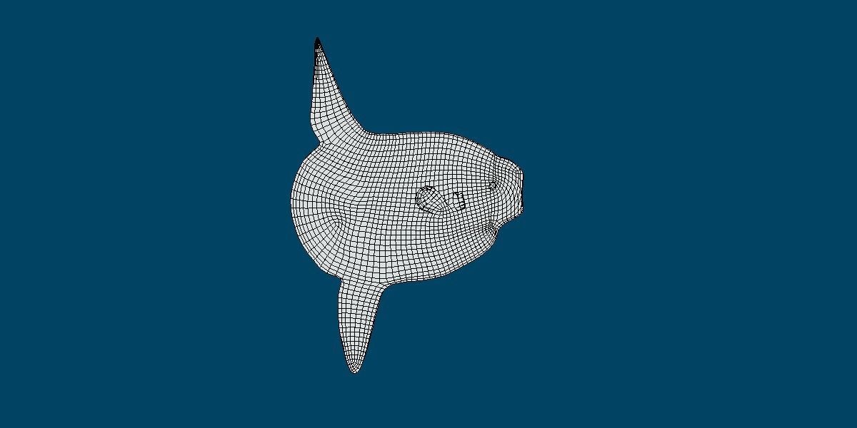 Ocean Sunfish Mola 3D model animated rigged | CGTrader