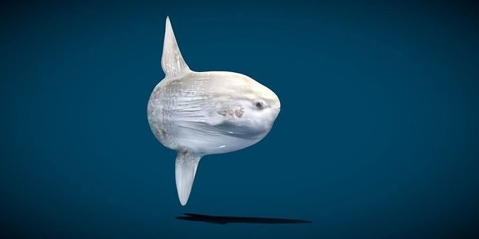 Ocean Sunfish Mola 3D model animated rigged | CGTrader