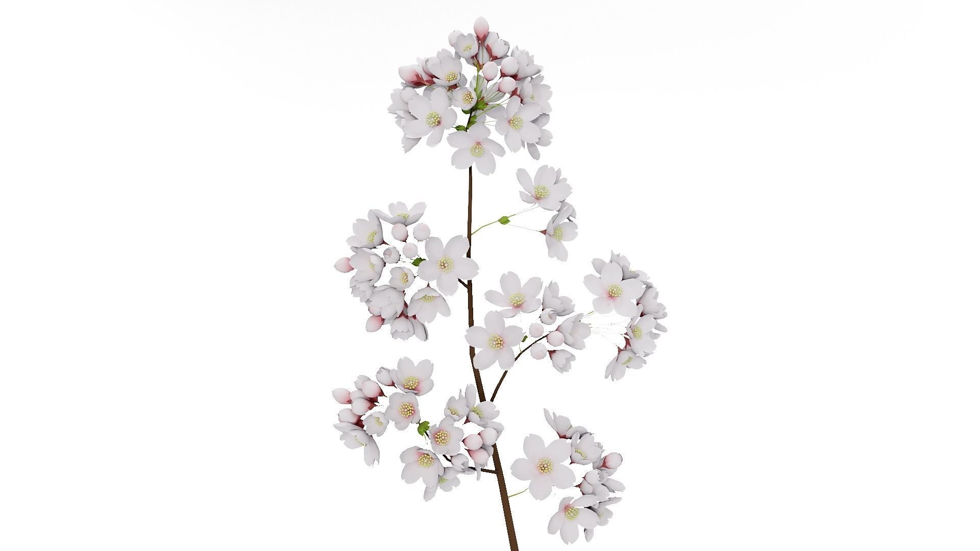 Elegant Japanese Saku Flower Blossoms 3D model rigged | CGTrader