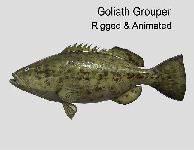 3D model Goliath Grouper Realistic Animated VR / AR / low-poly | CGTrader