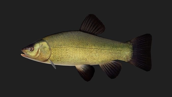 Carp fish 3D model rigged | CGTrader