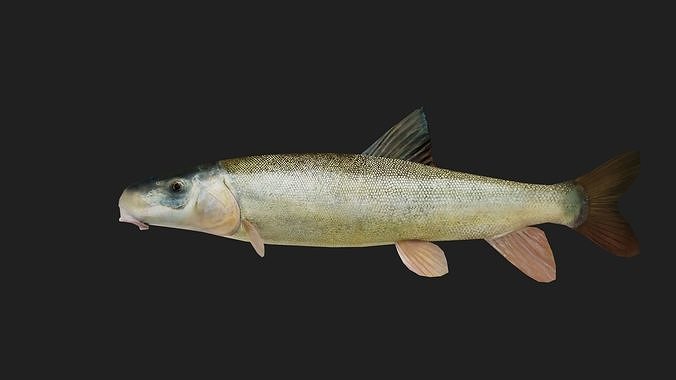 Carp fish 3D model rigged | CGTrader