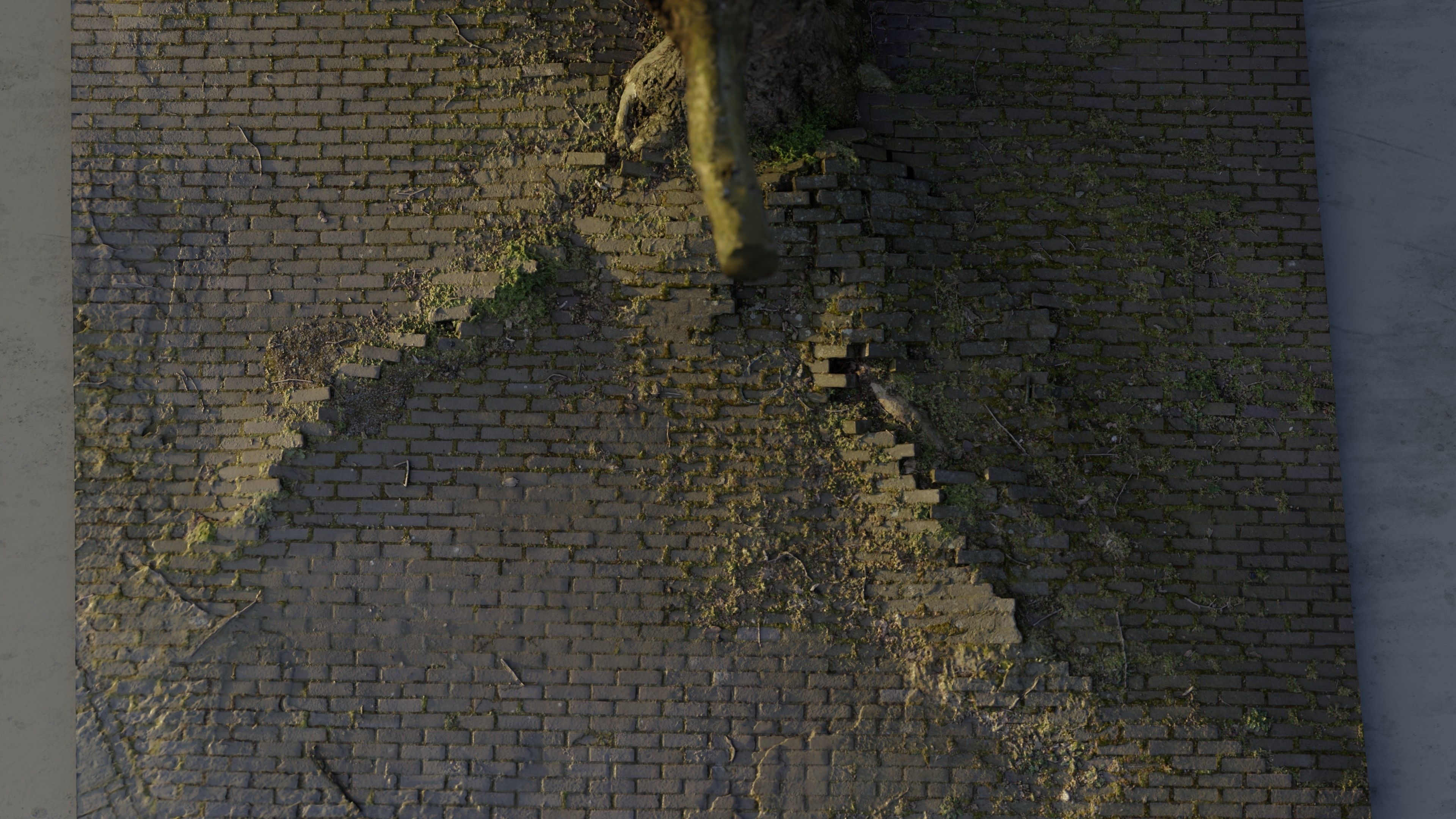 3D model Photogrammetry Model of a London Plane Tree with Broken Ground ...