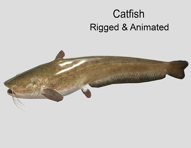 3D model Catfish Realistic Animated VR / AR / low-poly | CGTrader