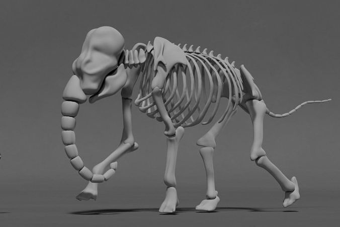 Elephant Skeleton