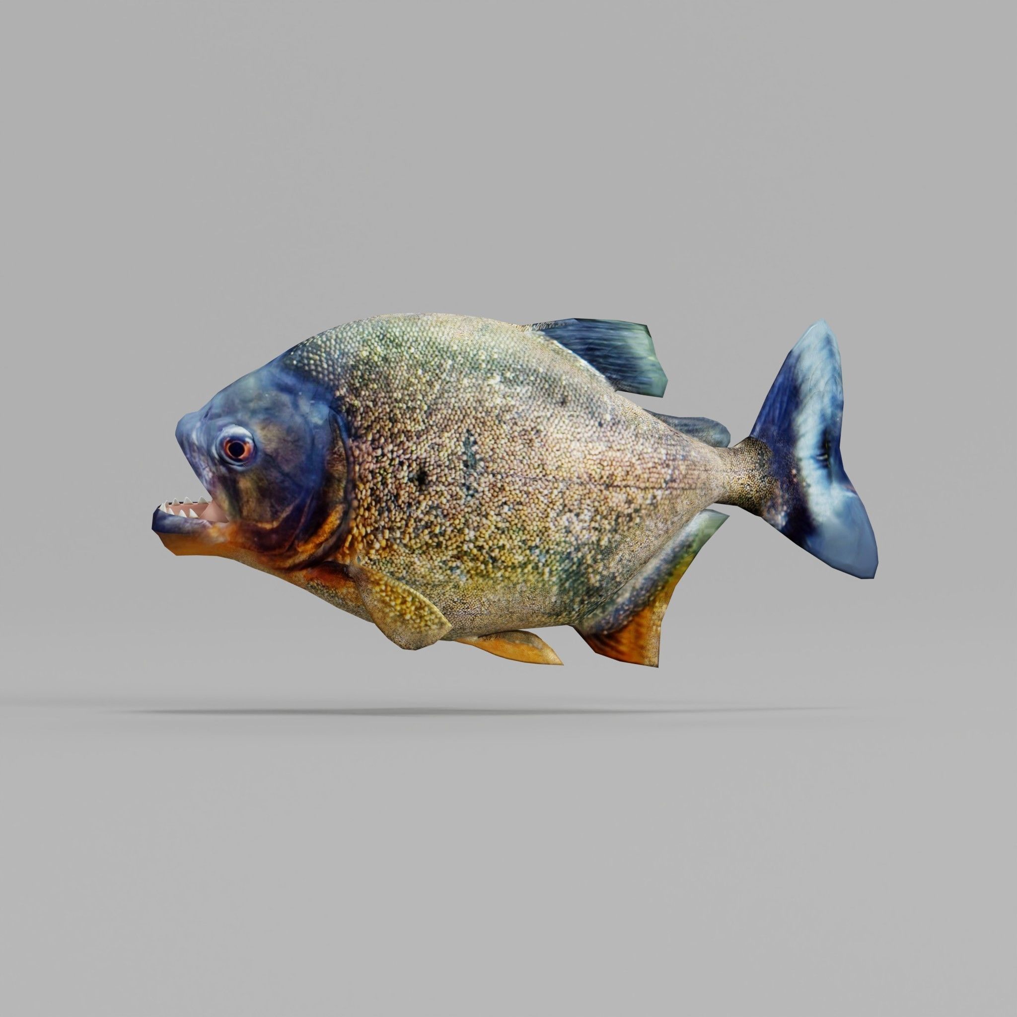 Piranha Fish 3D model animated rigged | CGTrader