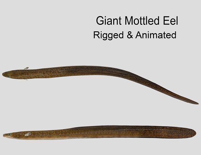 Realistic Eel Drawing