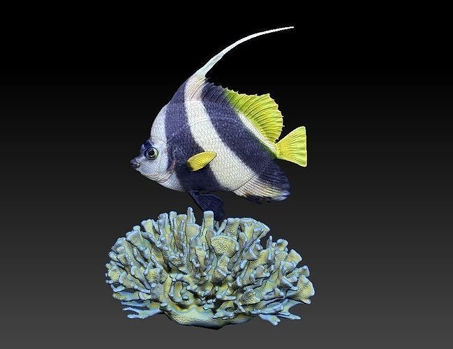 Coralfish 3D model 3D printable | CGTrader