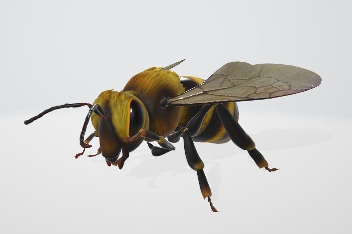 3D model animated bee VR / AR / low-poly | CGTrader