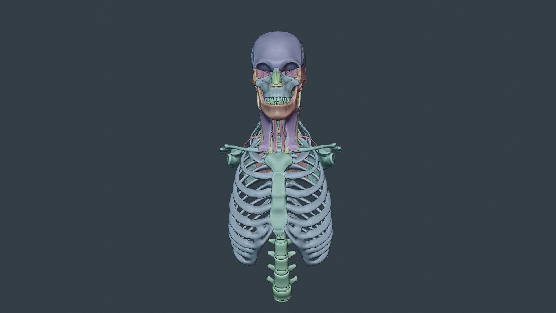 Male Anatomy 3D model | CGTrader