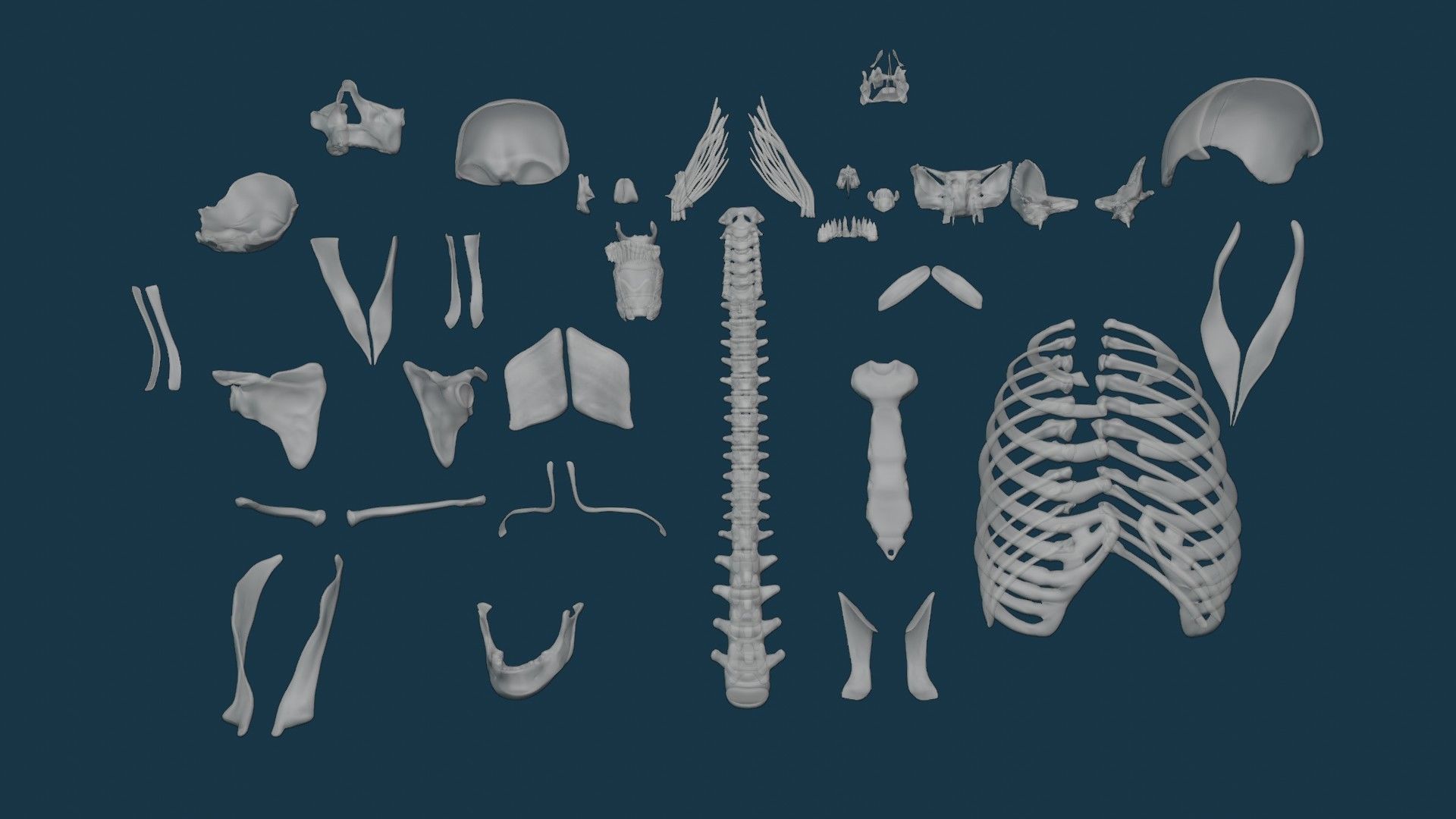 Male Anatomy 3D model | CGTrader