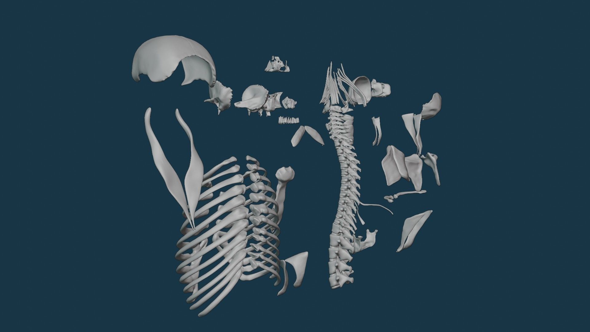 Male Anatomy 3D model | CGTrader