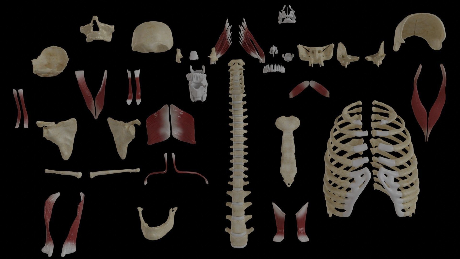 Male Anatomy 3D model | CGTrader