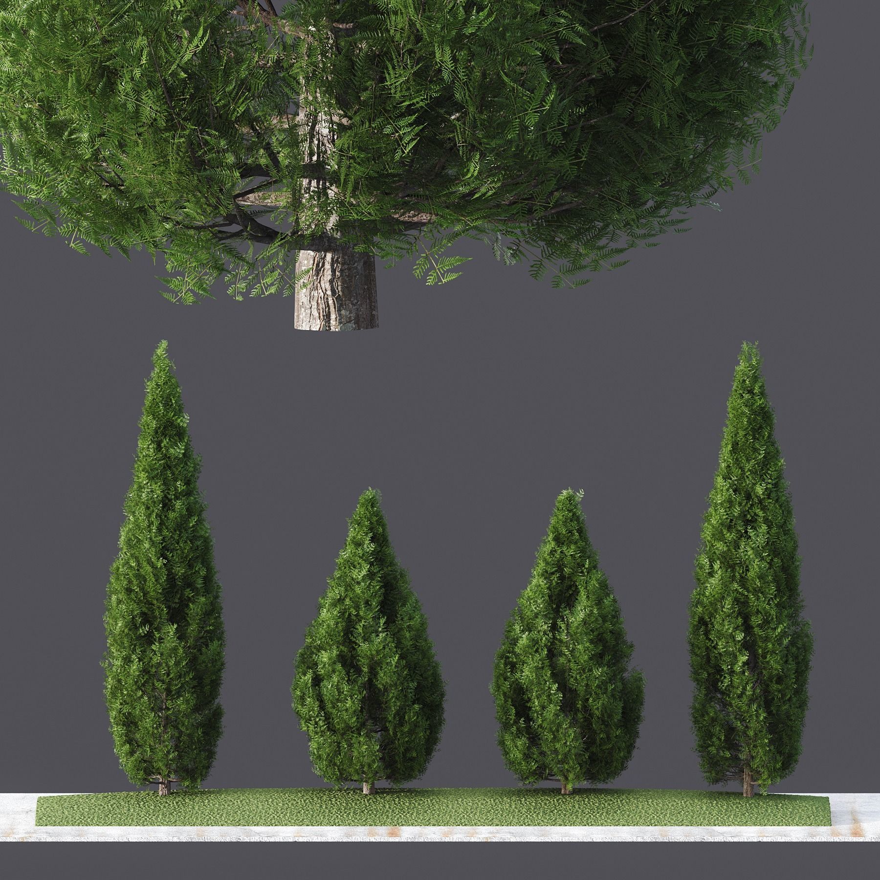 Cone shaped green coniferous Rocky Mountain Juniper trees 3D model ...