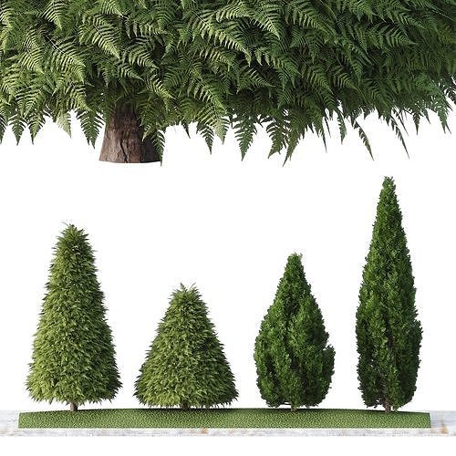 Cone shaped green coniferous Rocky Mountain Juniper trees 3D model ...