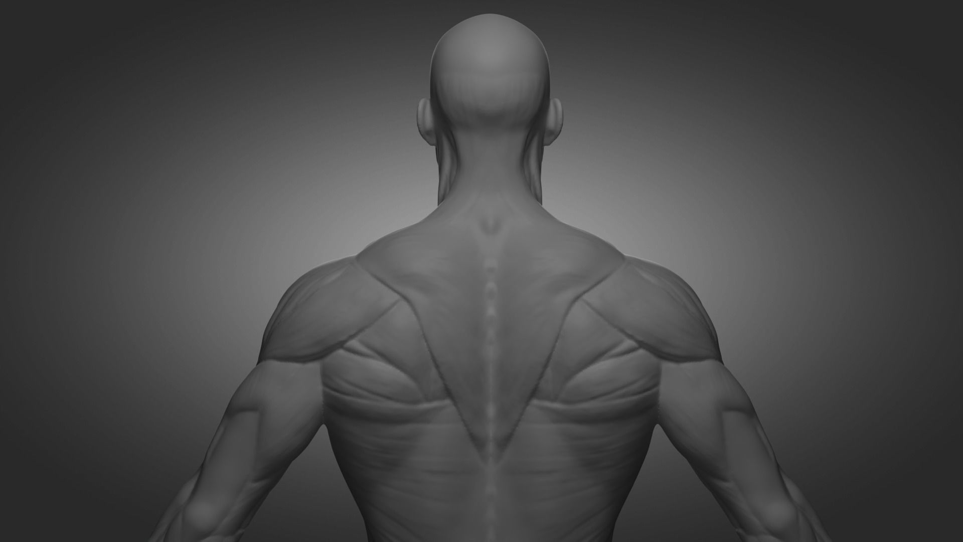 Male Anatomy 3D model | CGTrader