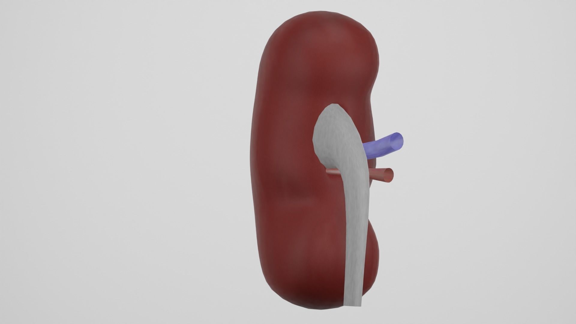 kidney 3D model | CGTrader