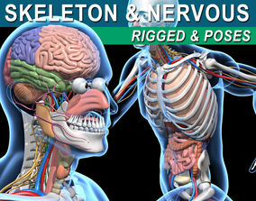 Anatomy 3D Models | CGTrader