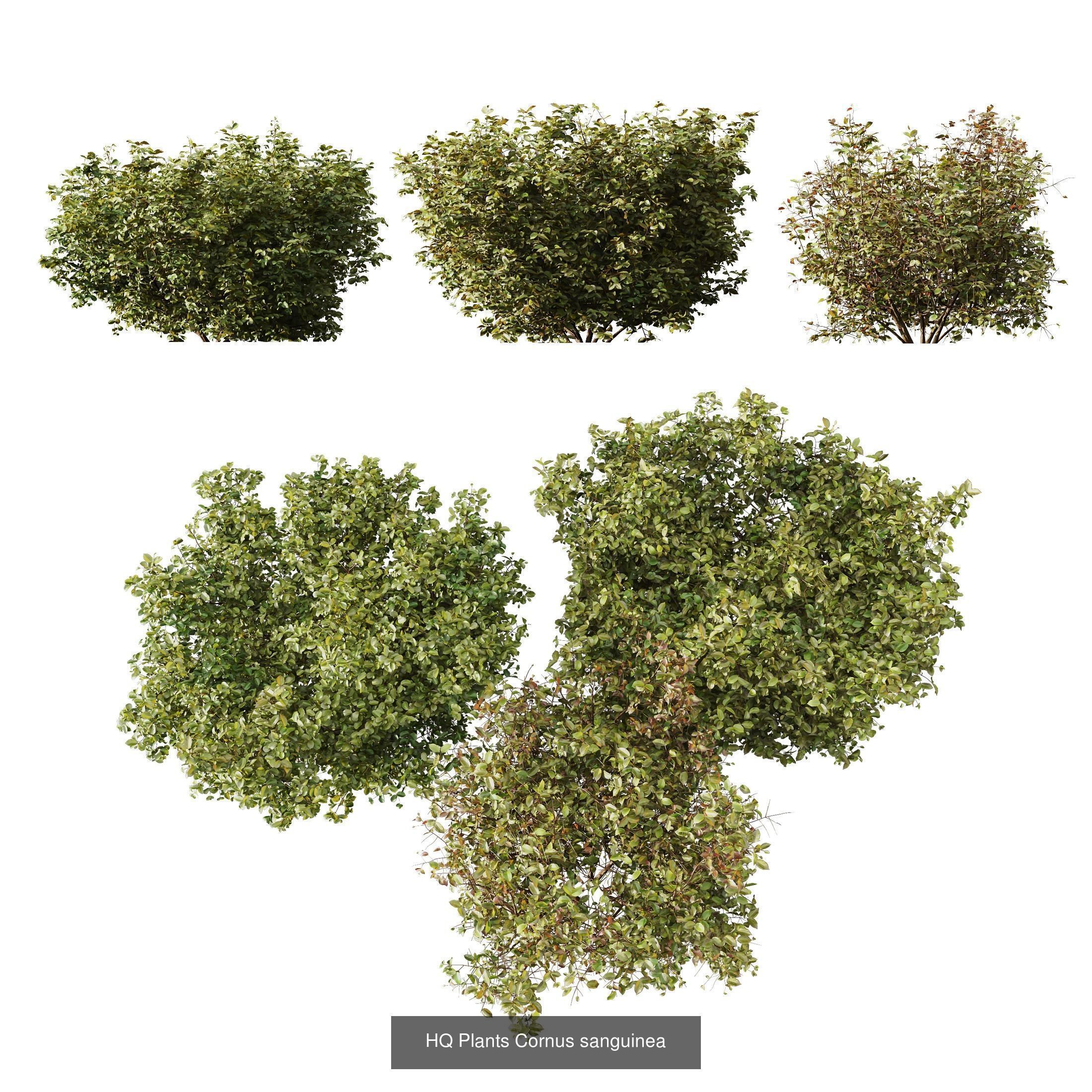 5 Different SETS of Bush SET VOL14 3D Model Collection | CGTrader