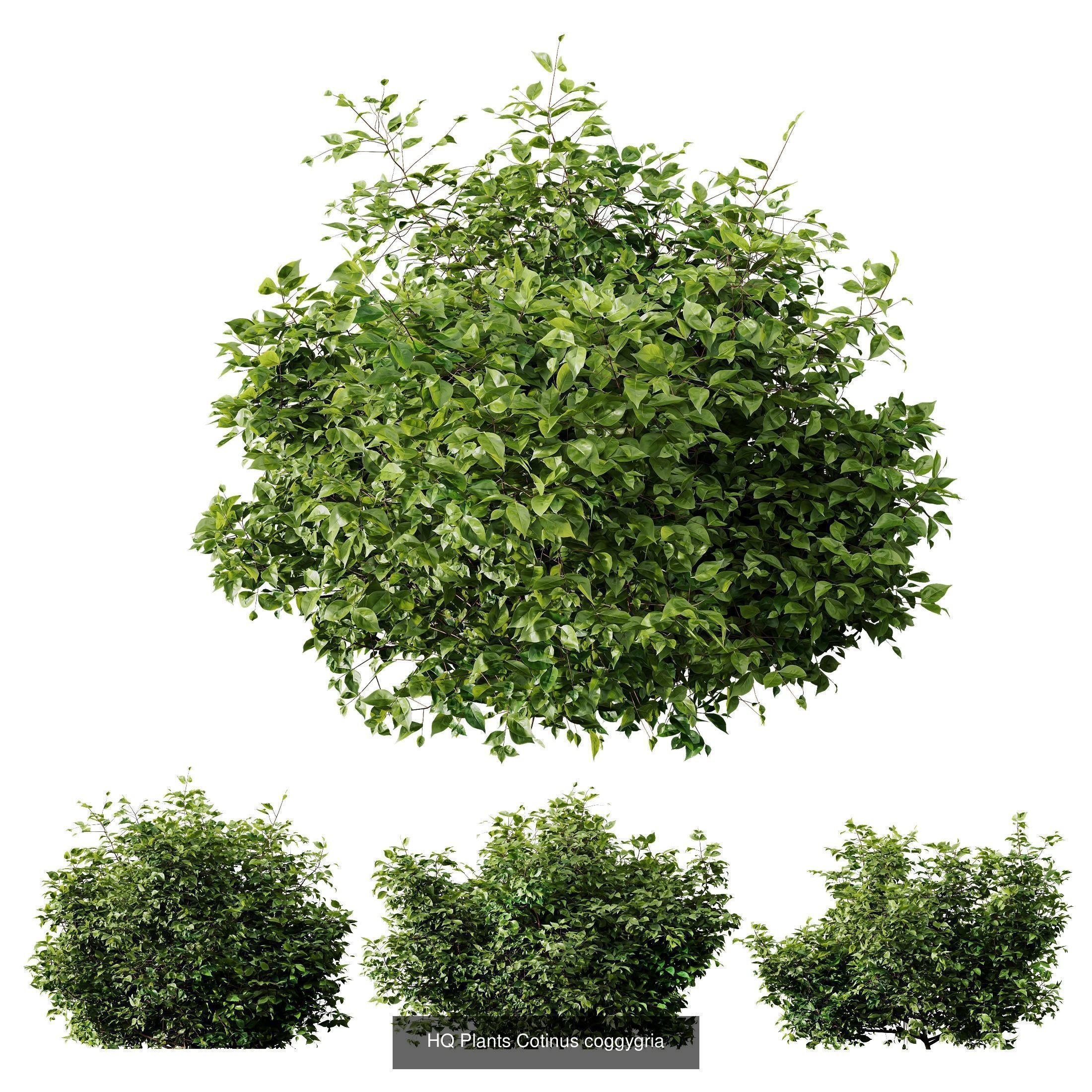 5 Different SETS of Bush SET VOL14 3D Model Collection | CGTrader
