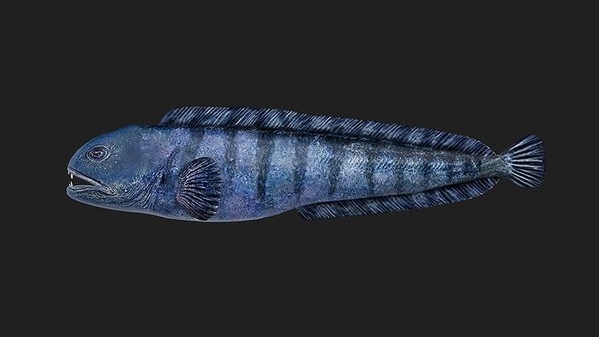 Wolffish 3D model rigged | CGTrader
