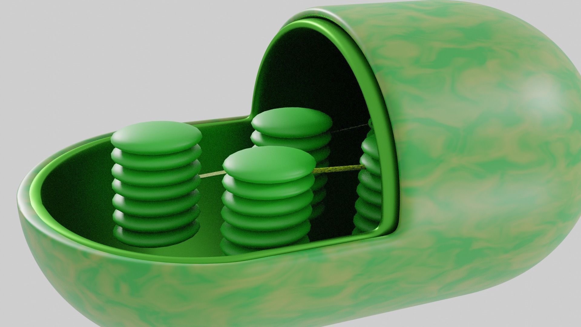 chloroplast 3D model | CGTrader