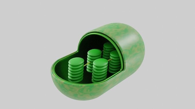 chloroplast 3D model | CGTrader