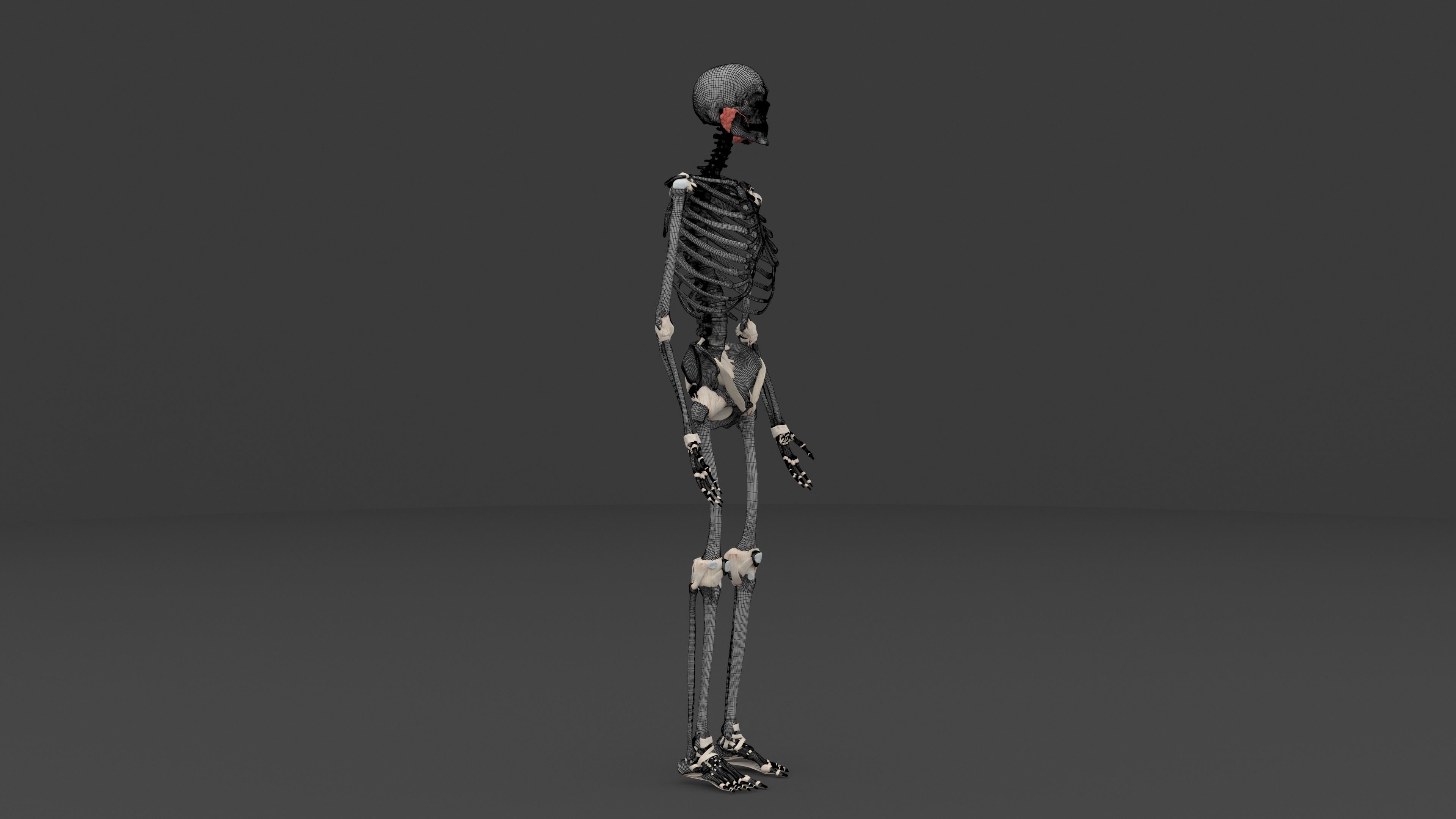 Full Complete Correct Male Female all anatomical system 3D model | CGTrader